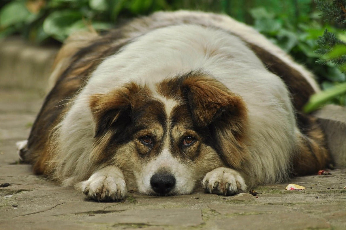 Is My Dog Overweight? How to Tell if Your Dog is Fat– Nina Woof